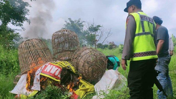 Arena Judi Sabung Ayam di Giripurno Kota Batu Meresahkan, Dimusnahkan ...