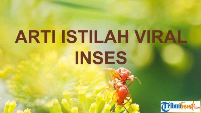 Arti Kata Inses, Istilah yang Sekarang Lagi Viral di TikTok, Mengarah ...