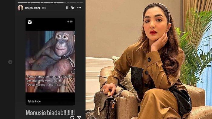 Kisah Pilu Orangutan Dijadikan Budak Seks Disorot, Ashanty Murka Lihat ...