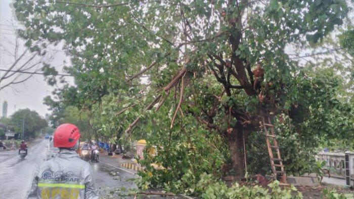 Hujan Deras dan Angin Kencang di Lamongan, Pohon Bertumbangan Atap Rumah Warga Berhamburan ...