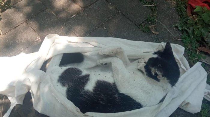 Geger Belasan Kucing di Sawojajar Kota Malang Mati Misterius, Warga ... Geger Belasan Kucing di Sawojajar Kota Malang Mati Misterius, Warga ...