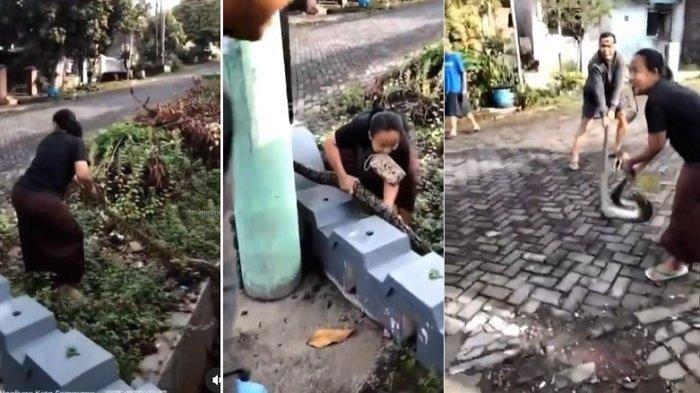 Aksi Viral Bu Suharni Tangkap Ular 3 Meter Cuma Pakai Tangan Kosong, Ternyata Suka Berburu dari ...