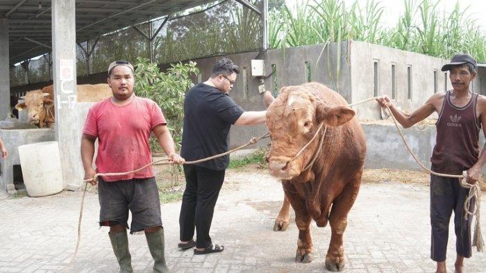Bupati Kediri Mas Dhito Beli 4 Sapi Jumbo, Beli di Peternak yang Mempekerjakan Warga Sekitar ...