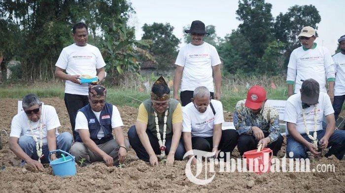 Meski Cuaca Kurang Bersahabat, Petani di Madura Tetap Menanam Tembakau ...