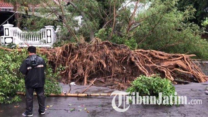 Hujan Angin, Pohon Besar Tumbang Timpa Teras Rumah Lansia di Ponorogo hingga Merusak Trotoar ...