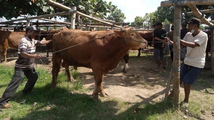 Isu Wabah PMK Buat Perdagangan Sapi di Tulungagung Sepi, Harga per Ekor Turun Sampai Rp1 Juta ...