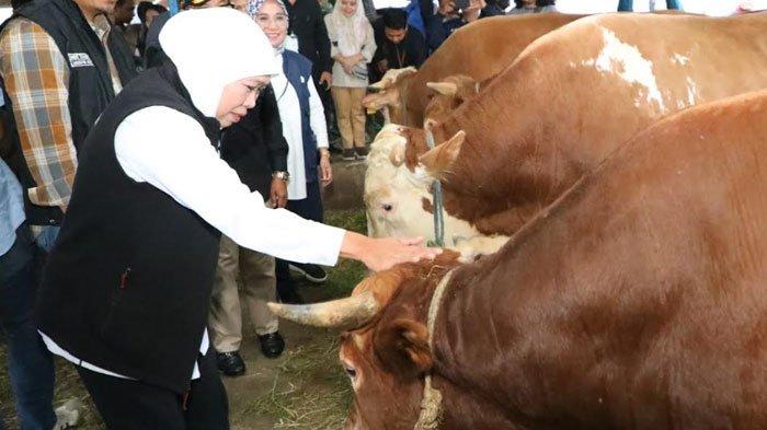 Kunci Sukses Jatim Dorong Angka Kelahiran Sapi, Bisa Hasilkan 1,2 Juta ...
