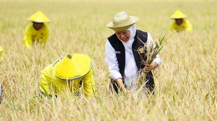 Luas Tanam Meningkat, Produksi Padi Jatim Sepanjang 2025 Tembus 8,7 Juta Ton - Tribunjatim.com