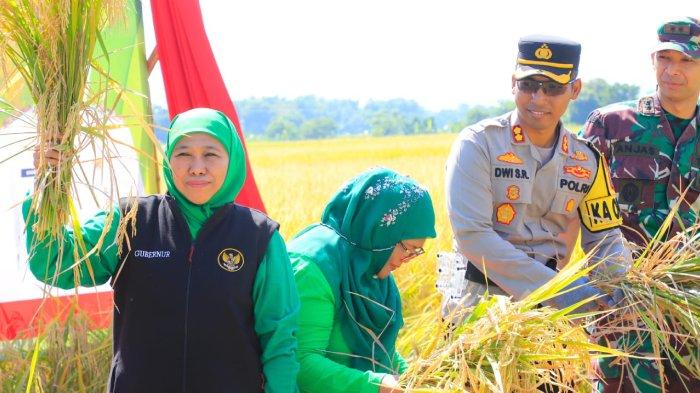Jatim Penghasil Padi Tertinggi, Khofifah Raih Penghargaan Adhikarya Nararya Pembangunan ...