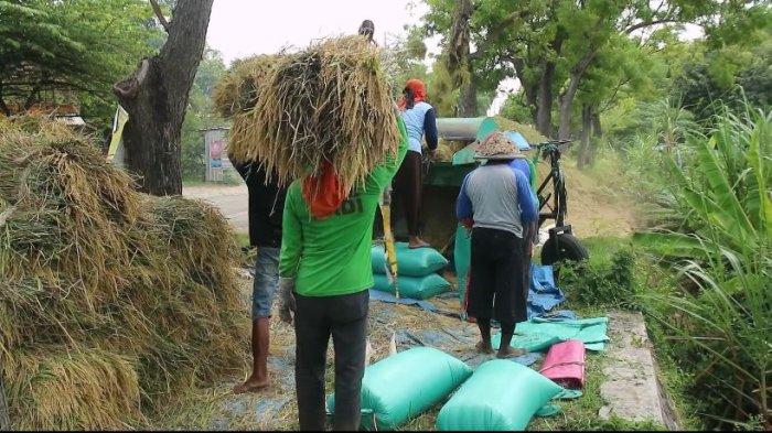 Petani Sumringah Harga Gabah Kering Panen di Ponorogo Diatas HPP, Bulog Tetap Serap ...