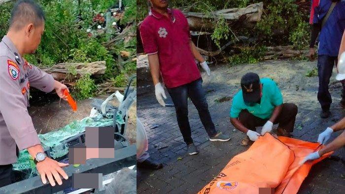Pohon Tumbang Timpa Truk di Kawasan Miwon Gresik, Sopir Tewas Tergencet di Ruang Kemudi ...