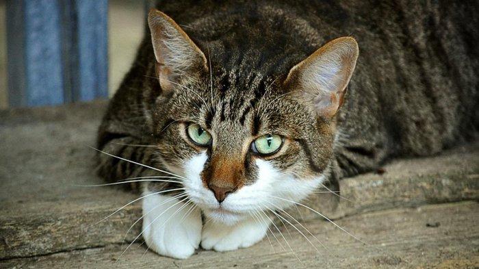 Inilah 12 Arti Mimpi Dikejar Kucing Menurut Berbagai Pandangan ...
