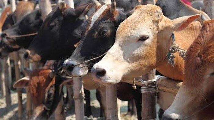 Daftar 7 Jenis Sapi dan Kambing yang Biasanya untuk Kurban Idul Adha ...