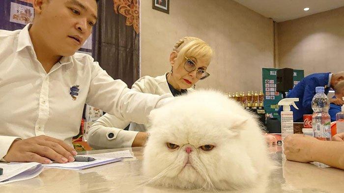 Pertama Kali, International Cat Show Digelar di Sidoarjo, Jadi Ajang ...