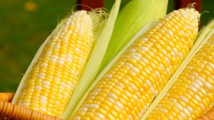7 Manfaat Jagung, Cocok Dikonsumsi Sebagai Menu Diet, Tubuh Tetap Sehat ...