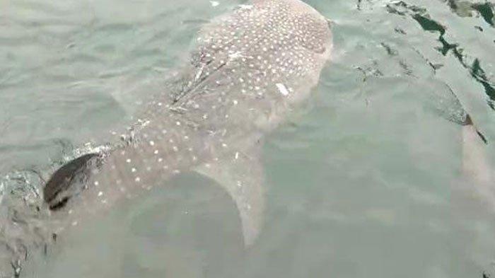 Penampakan Kawanan Hiu Tutul di Perairan Utara Probolinggo, Terlihat ...