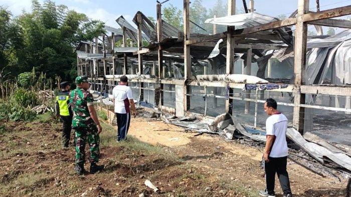 Kandang Kebakaran, 33 Ribu Ekor Ayam di Ponorogo Terpanggang Hidup-hidup, Kerugian Capai 1,8 ...