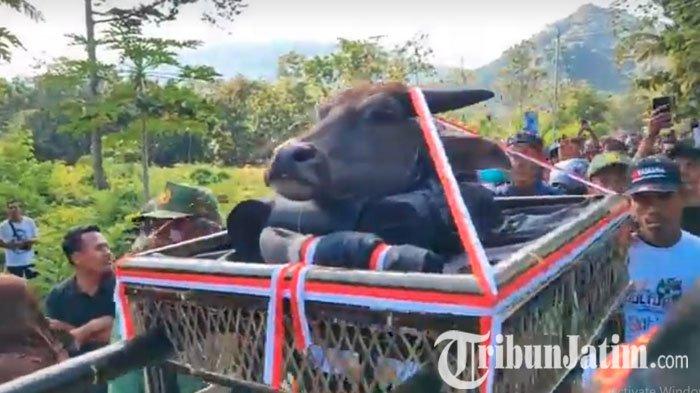 Larung Kepala Kerbau di Dam Bagong Trenggalek, Mas Ipin: Perjuangan ...