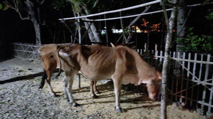 Niat Mau Usir Nyamuk, Pria Sampang ini Kalang Kabut Kandang Sapi Ludes ...