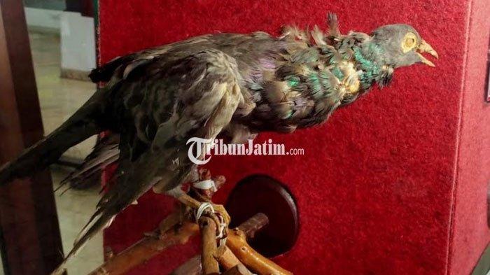 Jejak Sejarah Perjuangan Burung Merpati Pos, Antar Surat Rahasia untuk ...