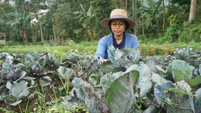 Kegigihan Maya Stolastika dan Keyakinan Tanaman Organik Jadi Masa Depan ...
