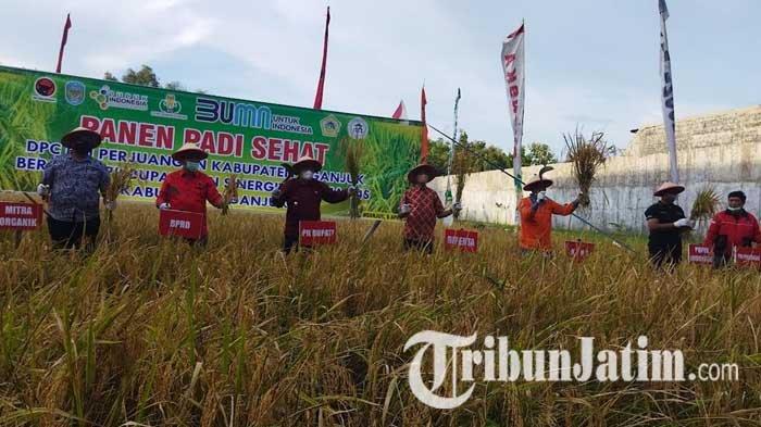 Gunakan Pupuk Organik, Nganjuk Budi Dayakan Padi Sehat untuk Hasilkan ...