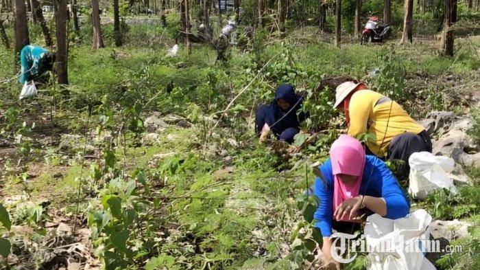 Warga Bojonegoro Ramai Berburu Ulat Jati, Harga Jualnya Cukup Tinggi, Biasa Diolah Jadi Lauk ...