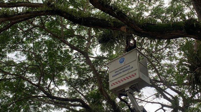 Tidak Punya Skylift, PKPLH Trenggalek Terkendala Potong Pohon yang ...