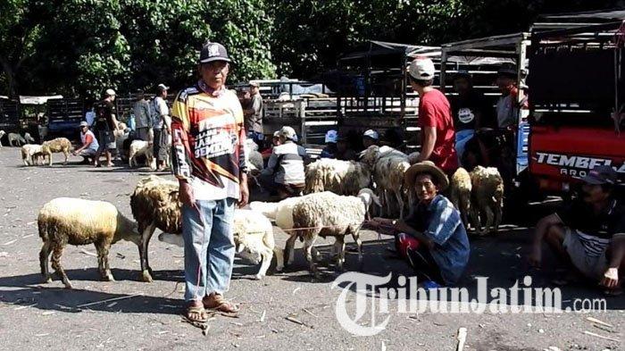 Penutupan Pasar Hewan di Lumajang Diperpanjang Lagi, Kepala Pasar Hewan ... Penutupan Pasar Hewan di Lumajang Diperpanjang Lagi, Kepala Pasar Hewan ...
