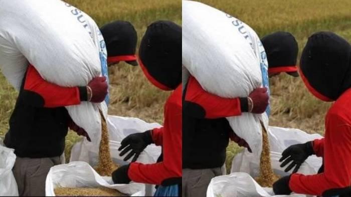 INFO Lowongan Kerja Petani Milenial 2024, Dapat Rp 10 Juta Per Bulan, Dilengkapi Cara Daftarnya ...