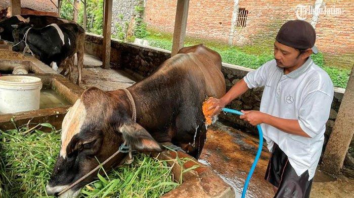 Tips Merawat Sapi dari Peternak Sanan Kota Malang untuk Mencegah PMK, Kebersihan Kandang Dijaga ...