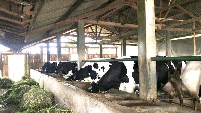 Fakta Video Aksi Buang Susu Sapi oleh Peternak di Kota Batu, Ada yang ...