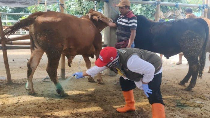 DKPP Kota Blitar Gencarkan Pemantauan Kesehatan Hewan Kurban Jelang Idul Adha 2024 - Tribunjatim.com