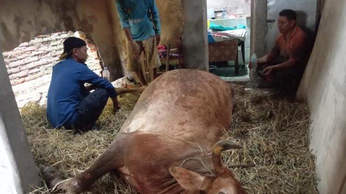 Heboh Sapi Terjepit di Lorong Tembok Dua Rumah di Lamongan, Begini ...