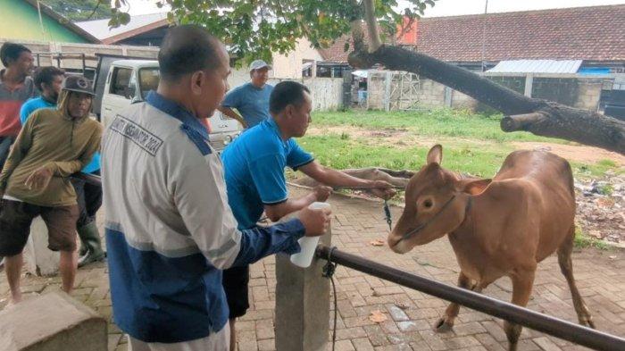 PMK Mulai Merebak di Kabupaten Madiun Bikin Pedagang Hewan Ternak Resah, Harga Jual Sapi Kian ...