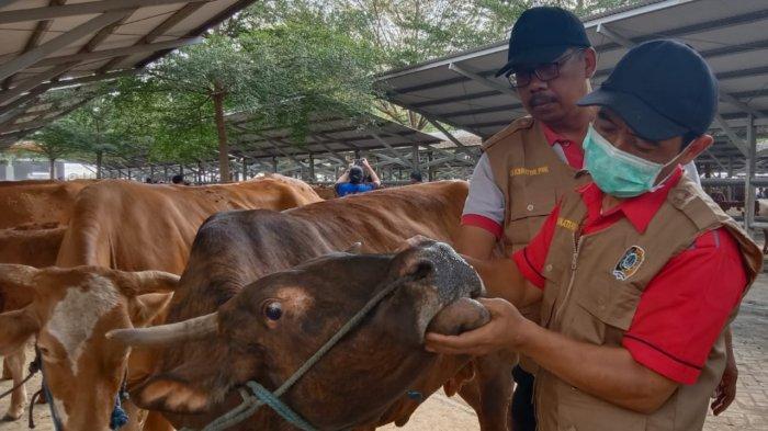 Pasar Hewan Tulungagung Dibuka Kembali, Harga Sapi Sudah Alami Kenaikan ...
