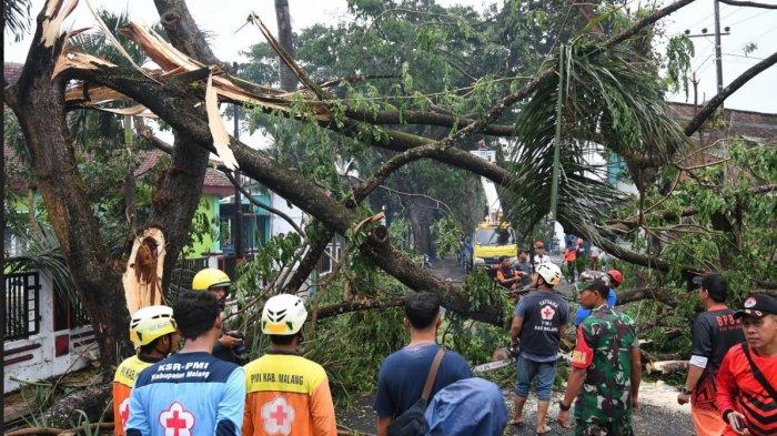 Hujan Deras Bikin 3 Pohon Tumbang di Malang, Sempat Hambat Arus Lalin dan Timpa Mobil Parkir ...