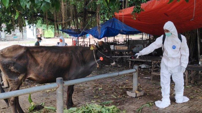 Wabah PMK di Tuban Kembali Naik, Awal Tahun Terdeteksi Ratusan Kasus ...