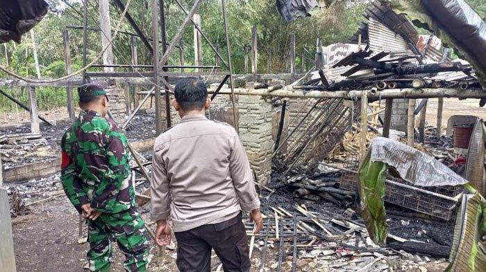 15 Ribu Anak Ayam Mati Terpanggang di Donomulyo Malang, Terdengar Ledakan Saat Kandang Terbakar ...