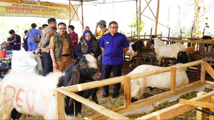 Pastikan Hewan Kurban di Kota Batu Sehat dan Aman Dikonsumsi, Pemkot Beri Label Pada Hewan ...
