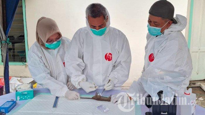 Muncul Kasus Leptospirosis di Tulungagung, Dinas Kesehatan Bedah Tikus ...
