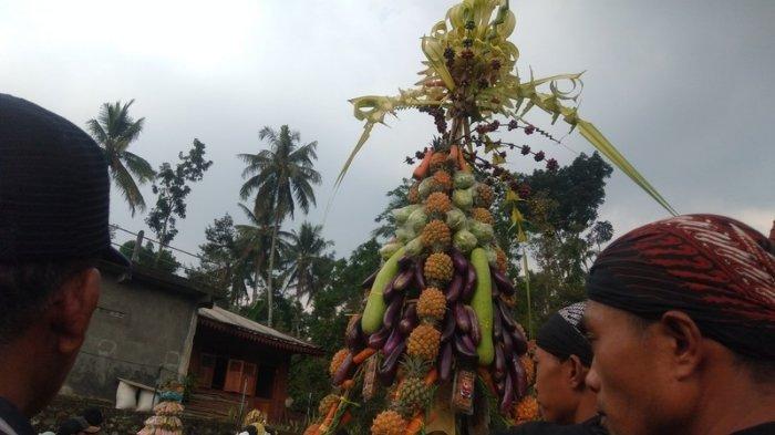 Menilik Tradisi Wiwit Kopi Segunung, Rasa Syukur Warga Kampung Adat ...