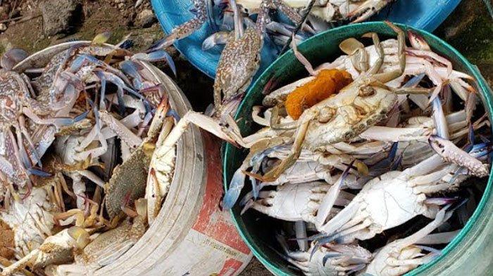 Sempat Rp80 Ribu per Kg, Kini Harga Rajungan di Lamongan Anjlok hingga ...