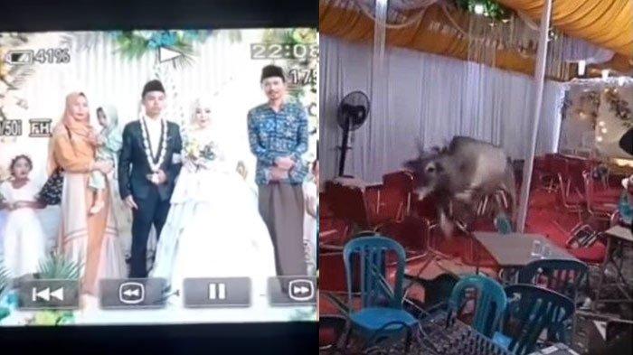 VIRAL Pengantin Lari ke Belakang Tenda Hajatan, Resepsi Nikah Kacau ...