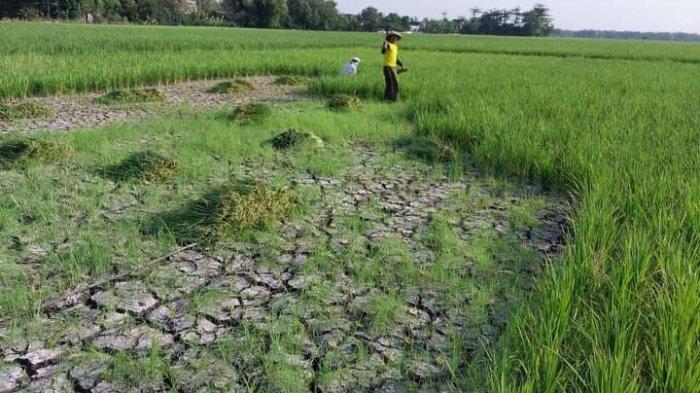 BPBD Antisipasi Kekeringan di Batu Saat Musim Kemarau, Ingatkan Ancaman Kebakaran Hutan dan ...