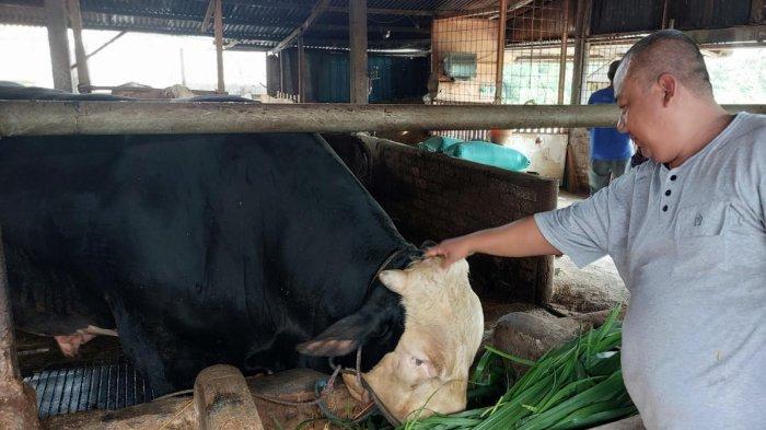 Sapi Belgian Blue Peliharaan Peternak Lamongan Dibeli Presiden Prabowo ...