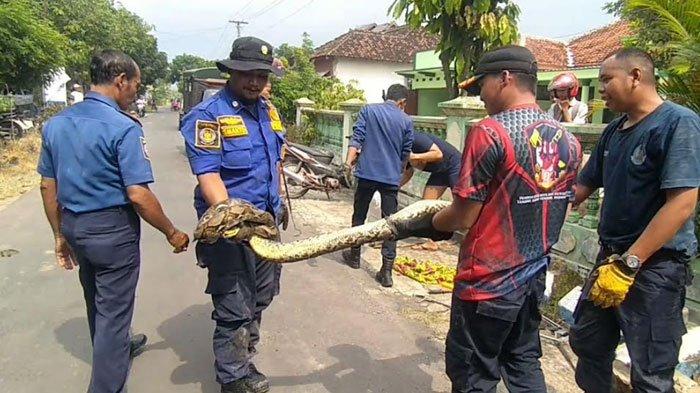 Dramatisnya Penangkapan Ular Sanca di Madiun, Jebol Gorong-gorong ...