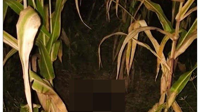 Polisi Dalami Penyebab Kematian Wanita Tanpa Identitas di Kebun Jagung Gresik - Tribunjatim.com