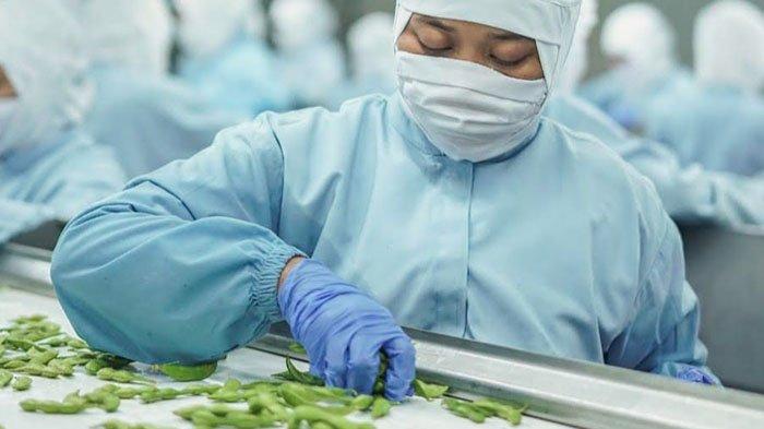 PT ANJ Sukses Ekspor Edamame Premium Hasil Tanam di Jember ke India ...