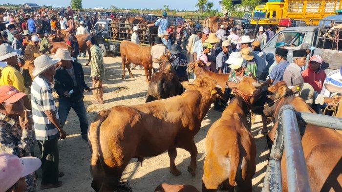 Diprediksi Bakal Naik Jelang Idul Adha, Segini Harga Sapi Lokal dan ...